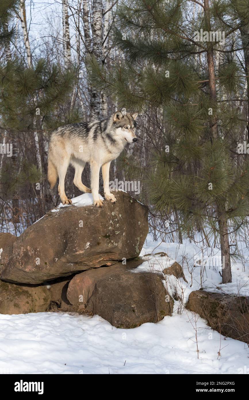 Gray wolf den winter hi-res stock photography and images - Alamy