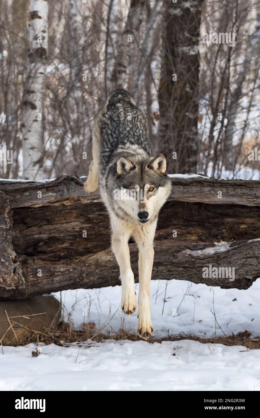 Grey Wolf (Canis lupus) Looks Out While Leaping Off Log Winter ...