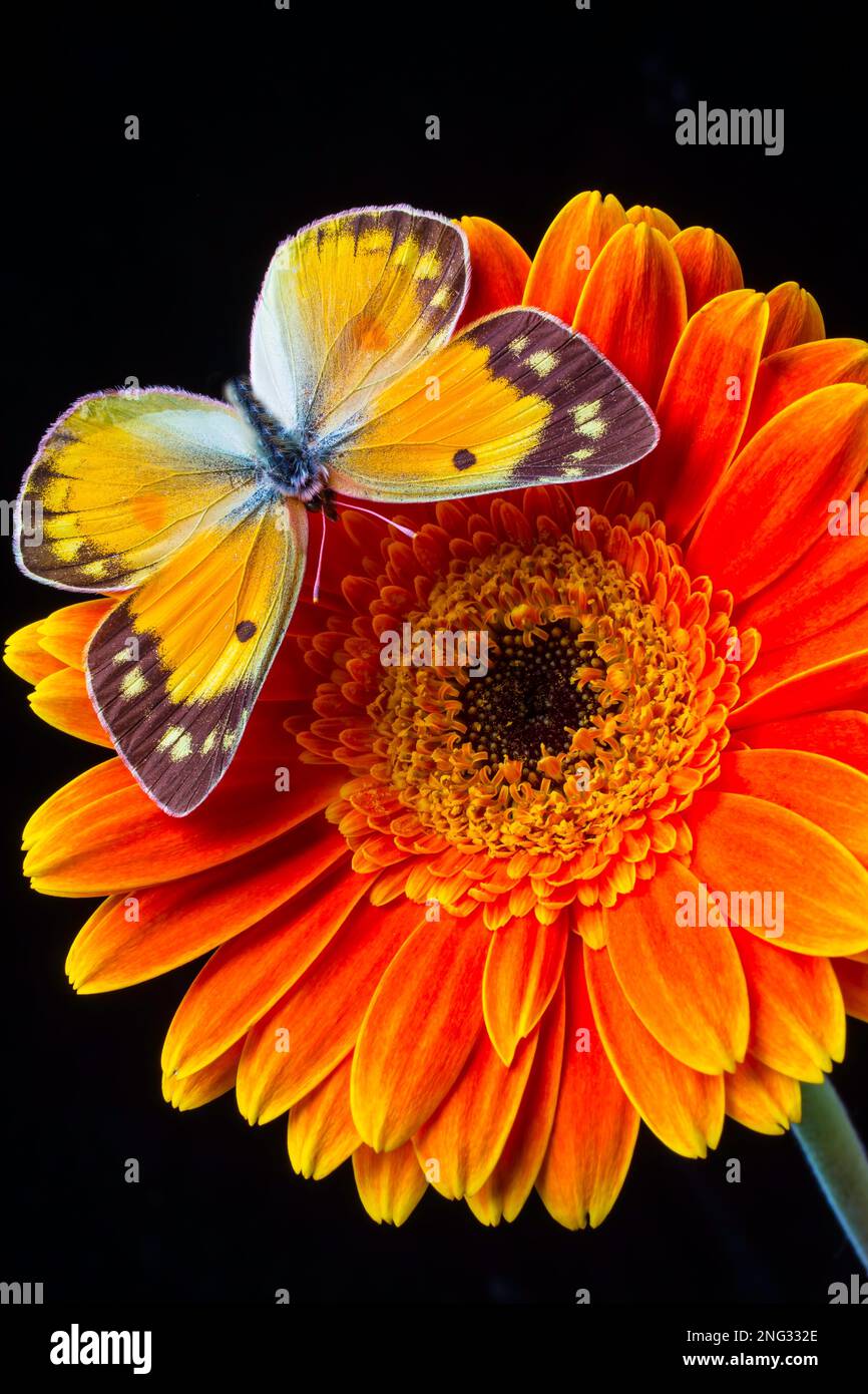 Striking orange butterfly hi-res stock photography and images - Alamy
