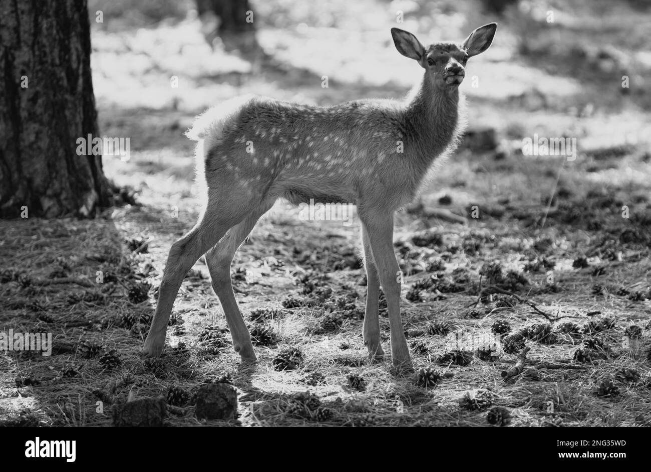 Forest animals. Deer Fawn, Bambi, capreolus. White-tailed young roe ...