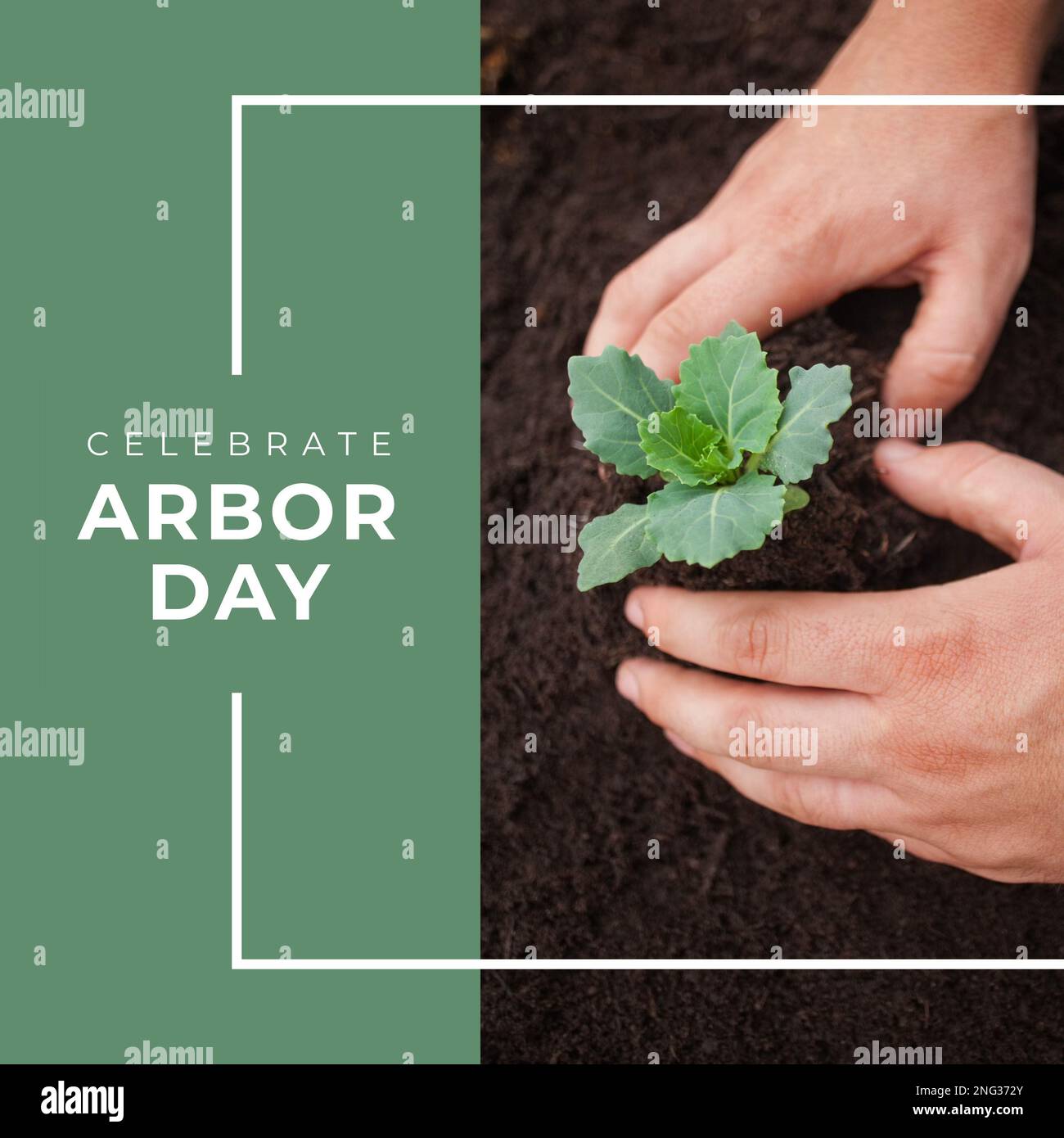Composition of celebrate arbor day text over hands holding plant Stock ...