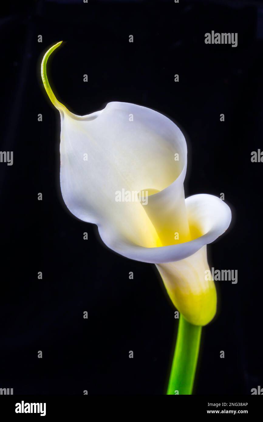Lily flowers glowing hi-res stock photography and images - Alamy