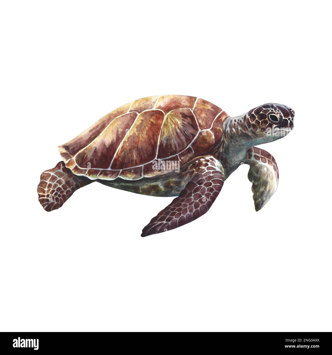 Sea turtle, underwater animals. Watercolor hand drawn. Aquarium ...