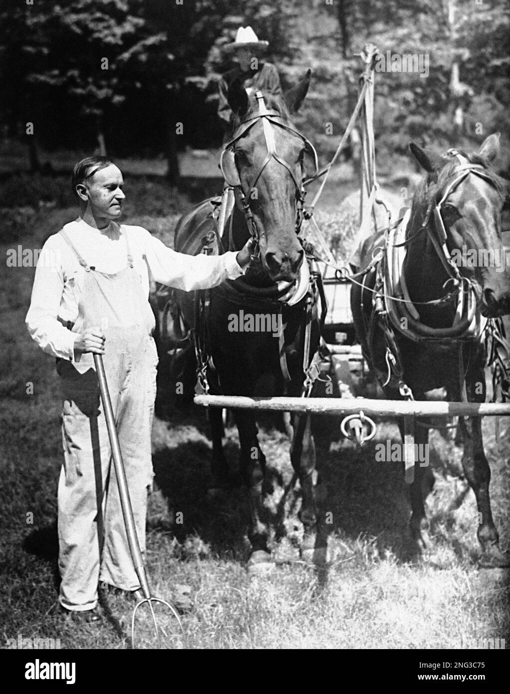 President Calvin Coolidge works in the hay fields, on the farm where he ...