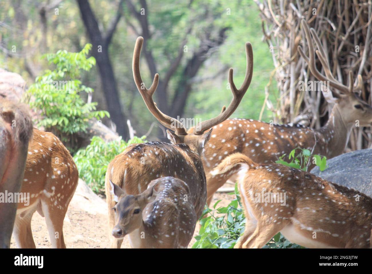 Indian deers at Bannerghatta national park Bangalore sitting or ...