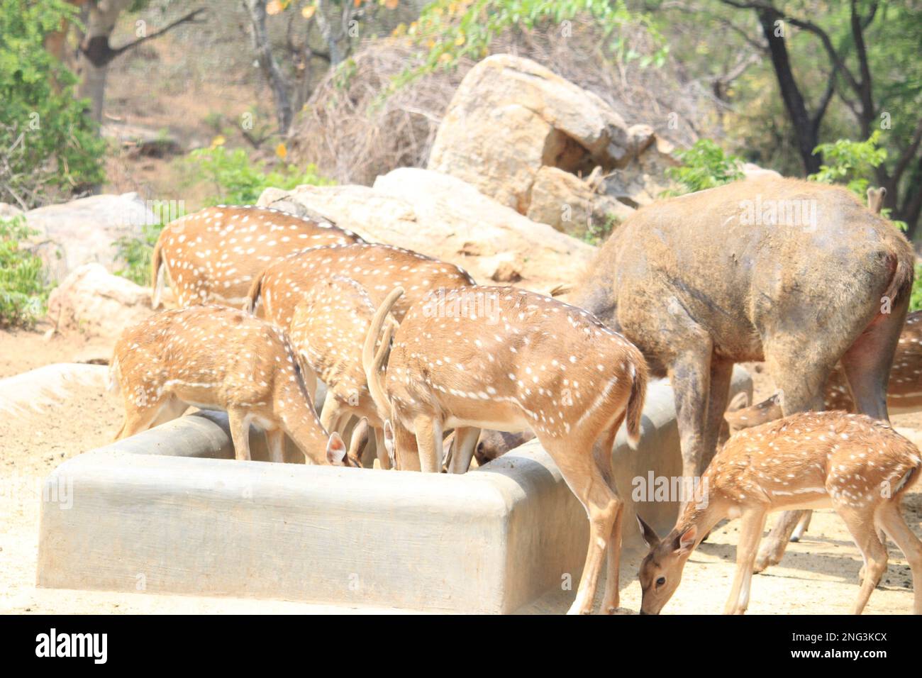 Indian deers at Bannerghatta national park Bangalore sitting or ...