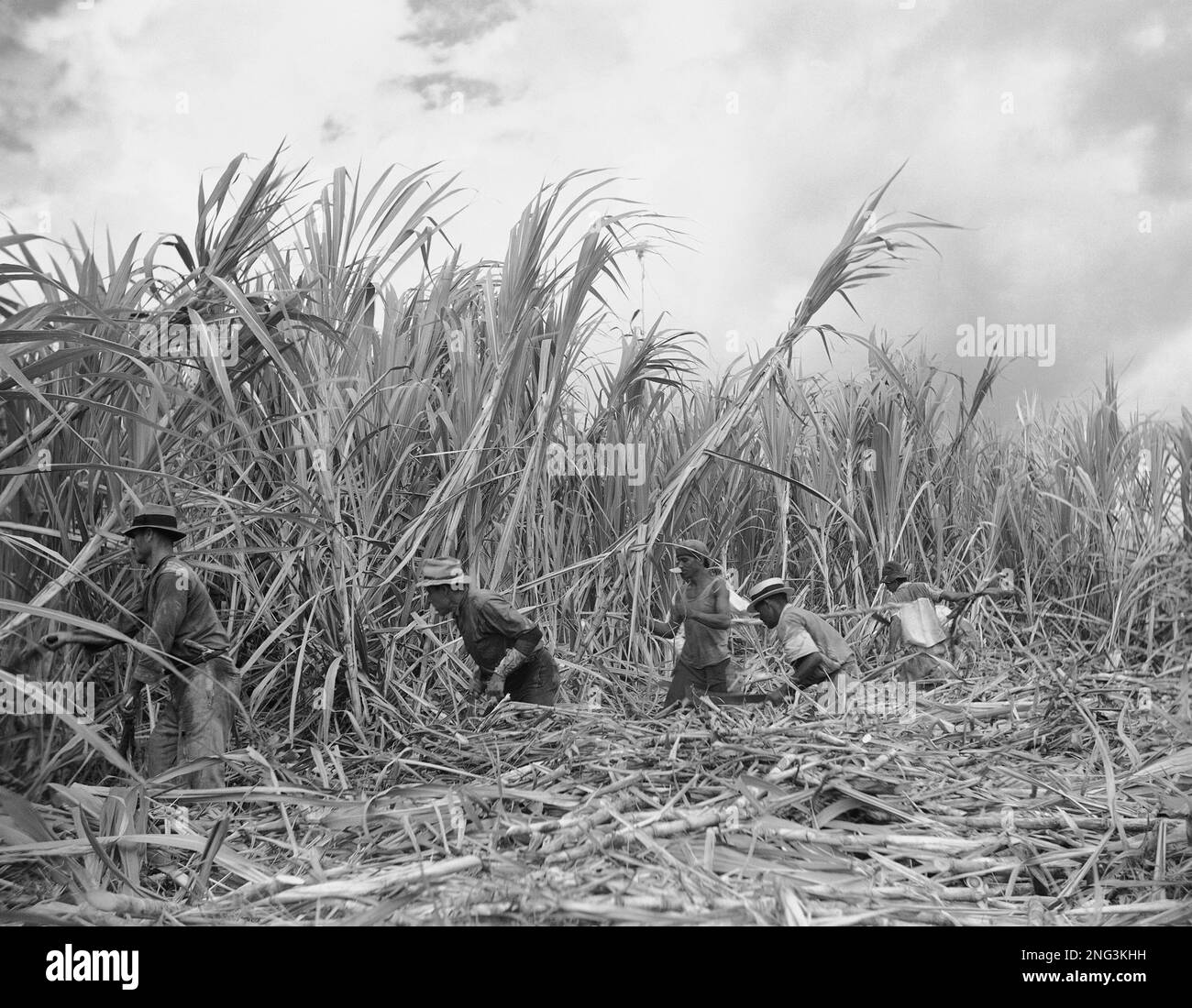 Eighty thousand Puerto Ricans, of the 2,000,00 on the island, are cane ...