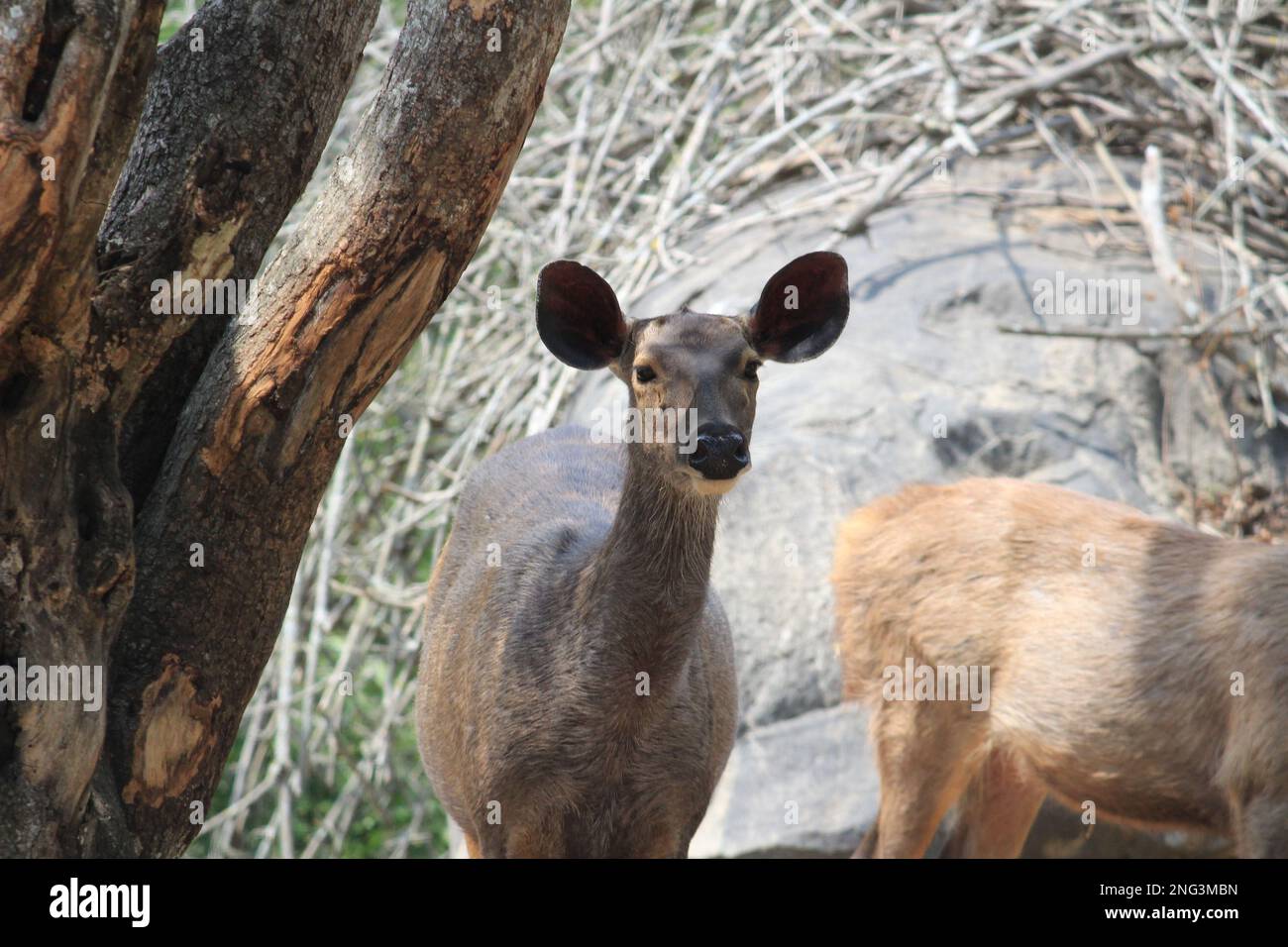 Indian deers at Bannerghatta national park Bangalore sitting or ...