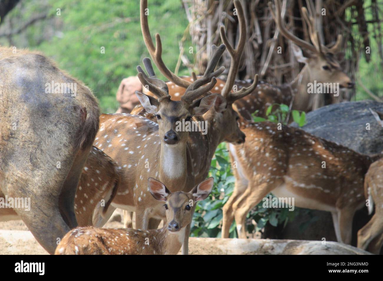 Indian deers at Bannerghatta national park Bangalore sitting or ...