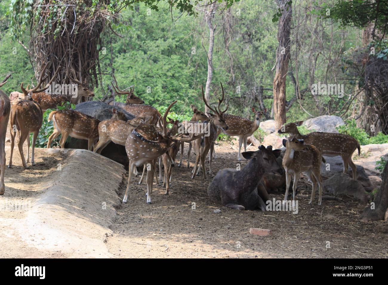Indian deers at Bannerghatta national park Bangalore sitting or ...