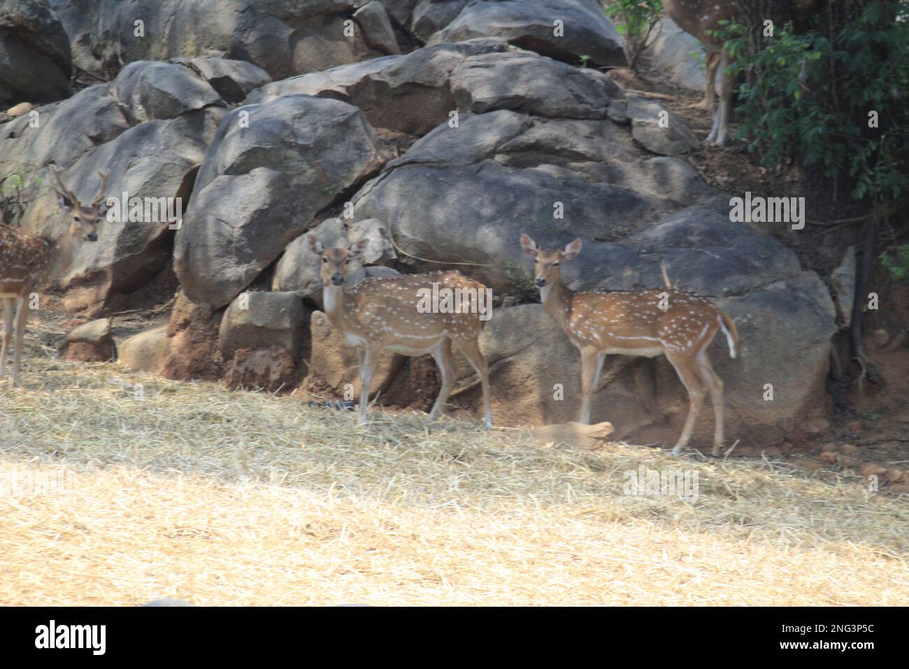 Indian deers at Bannerghatta national park Bangalore sitting or ...