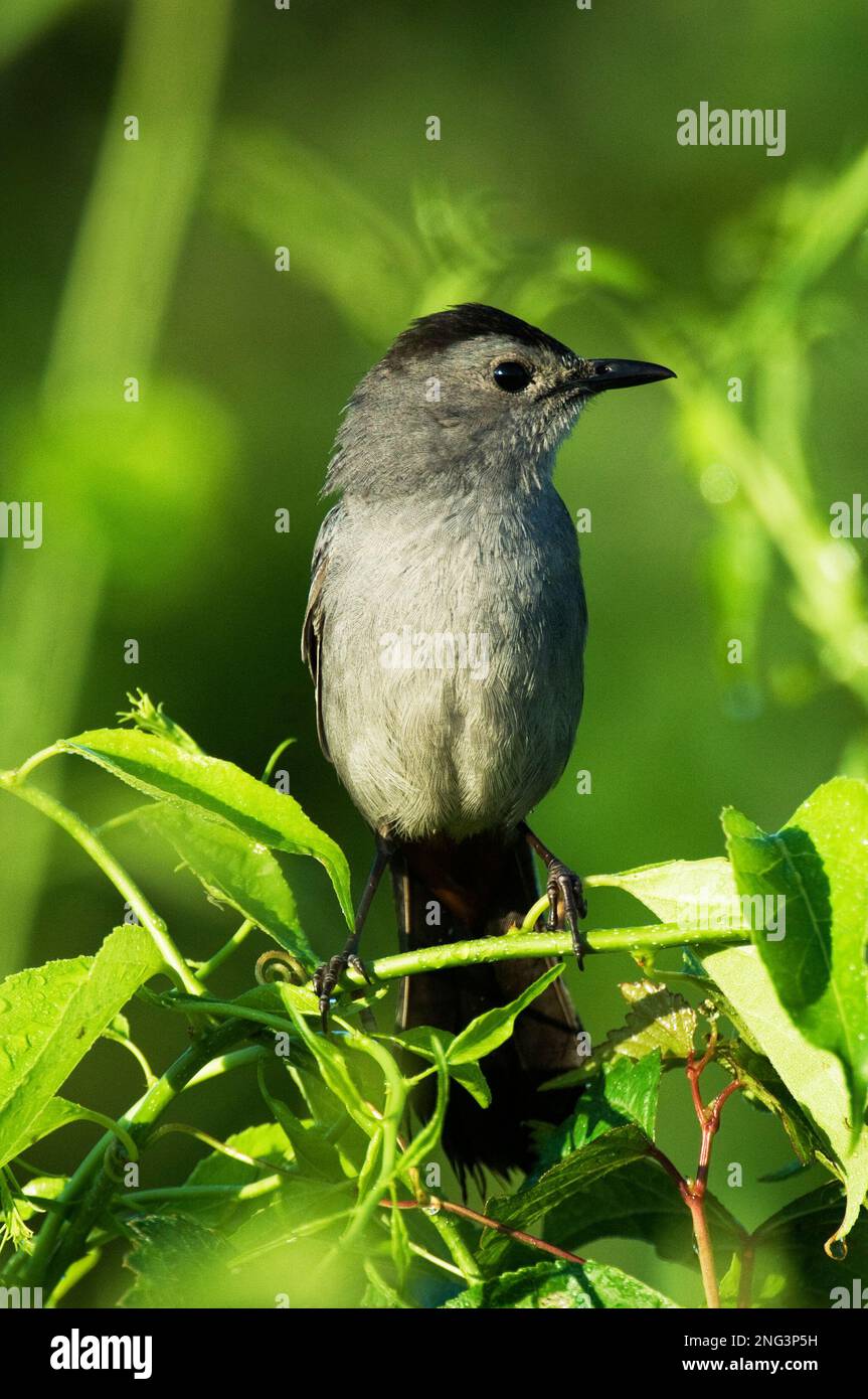 Songbirds in spring hi-res stock photography and images - Alamy