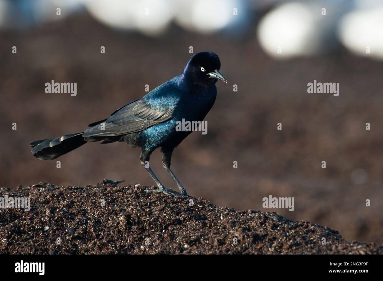 Grackles hi-res stock photography and images - Alamy