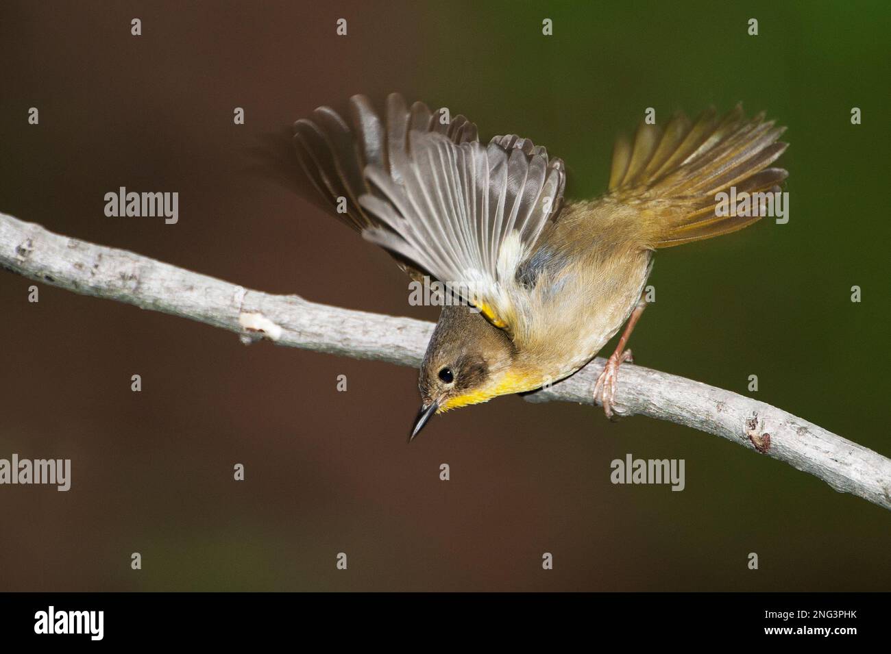 Male common yellowthroat hi-res stock photography and images - Alamy