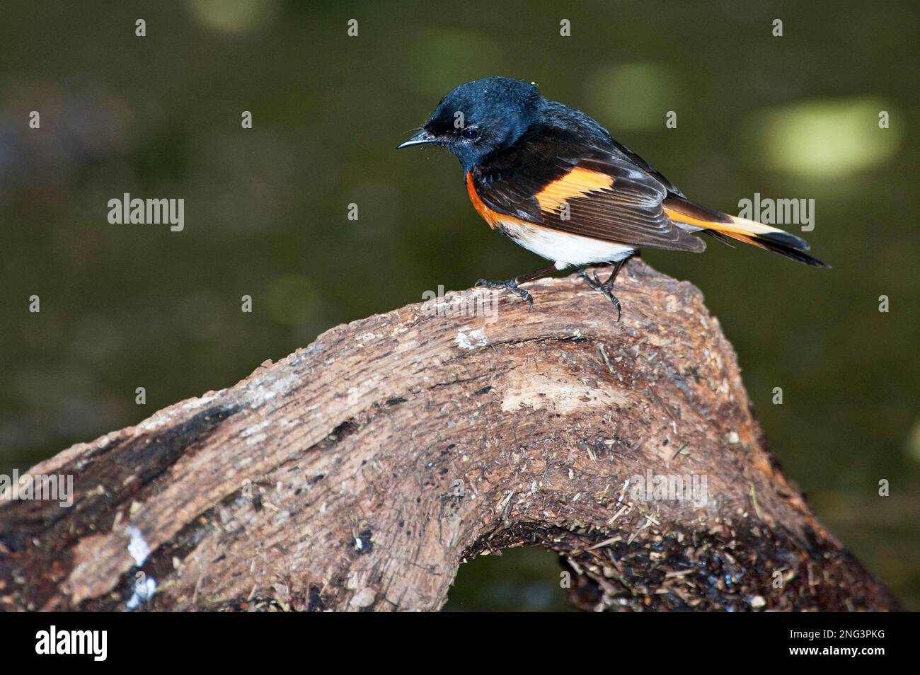 American warblers hi-res stock photography and images - Alamy