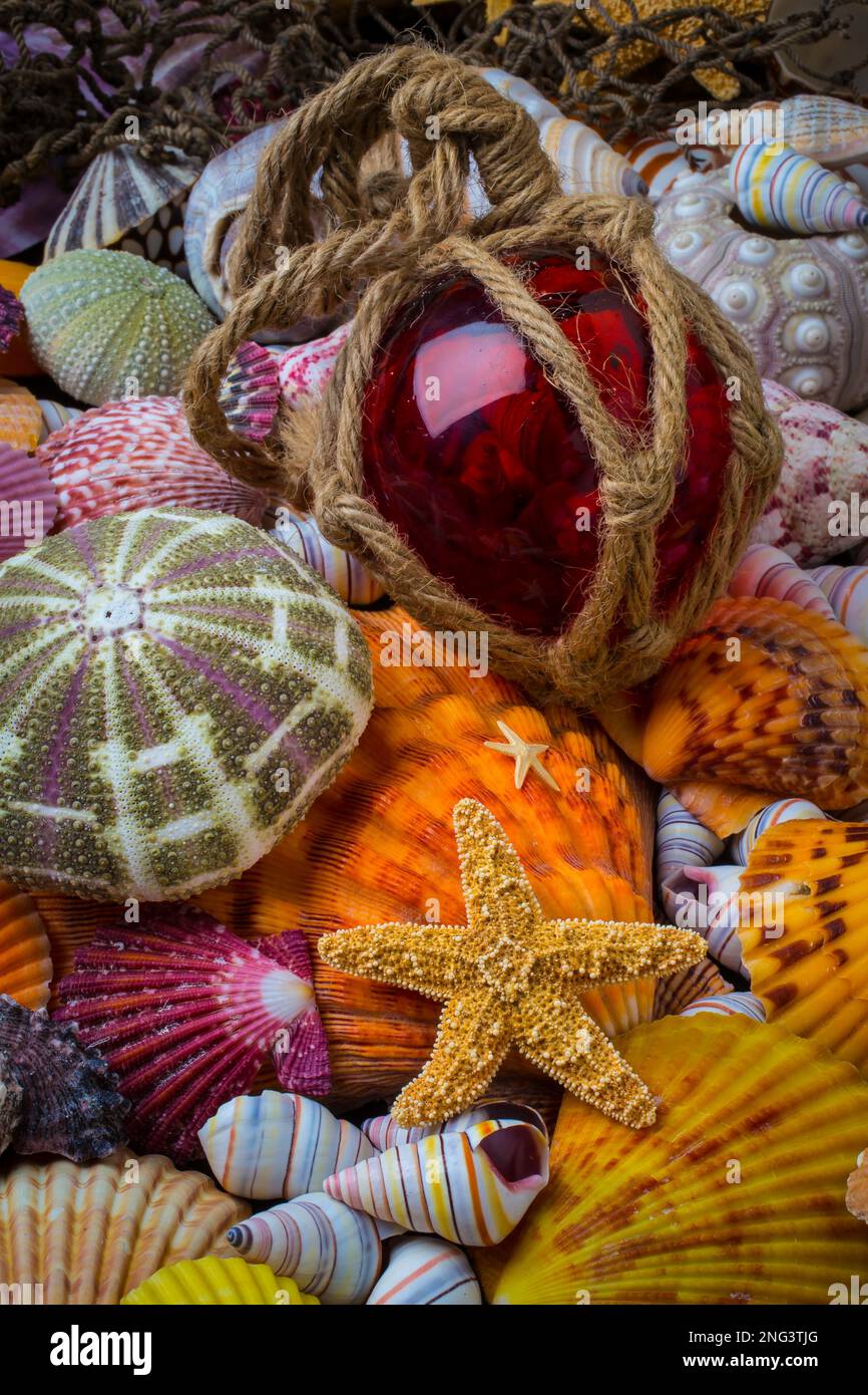 Starfish float hi-res stock photography and images - Alamy