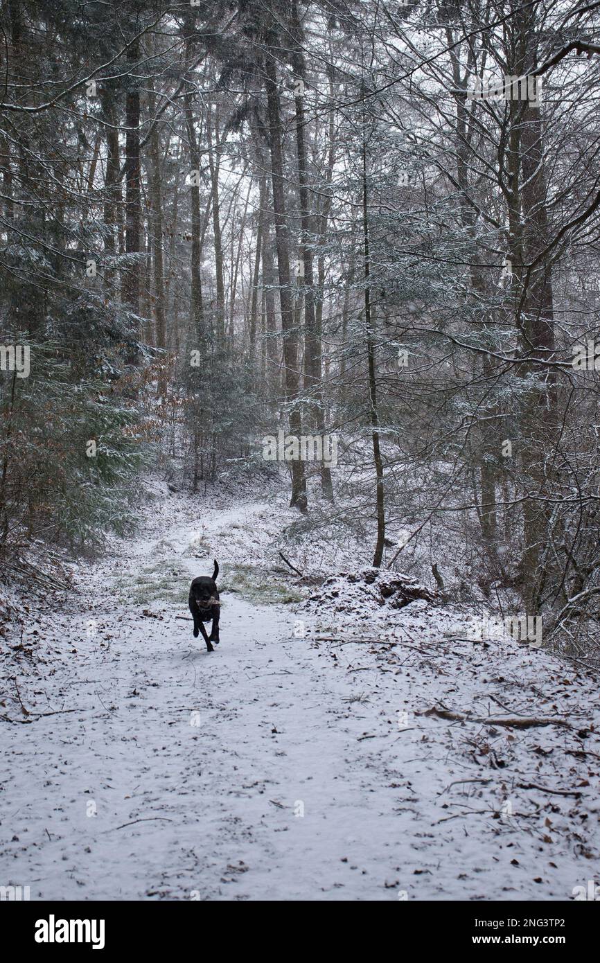 Black labrador retriever dog running down a path covered in snow ...