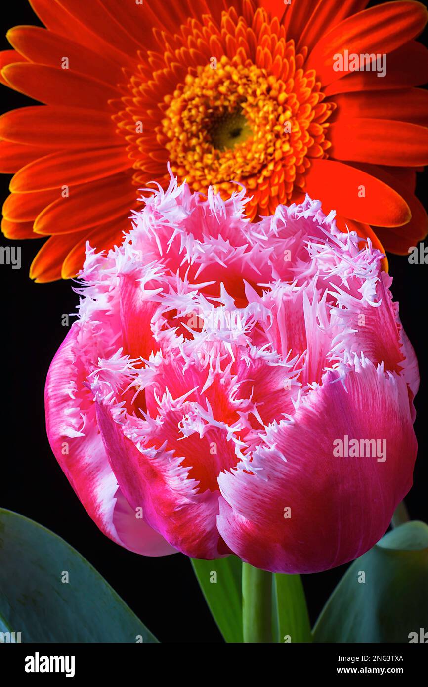 Fancy Tulip And Red Daisy Stock Photo - Alamy