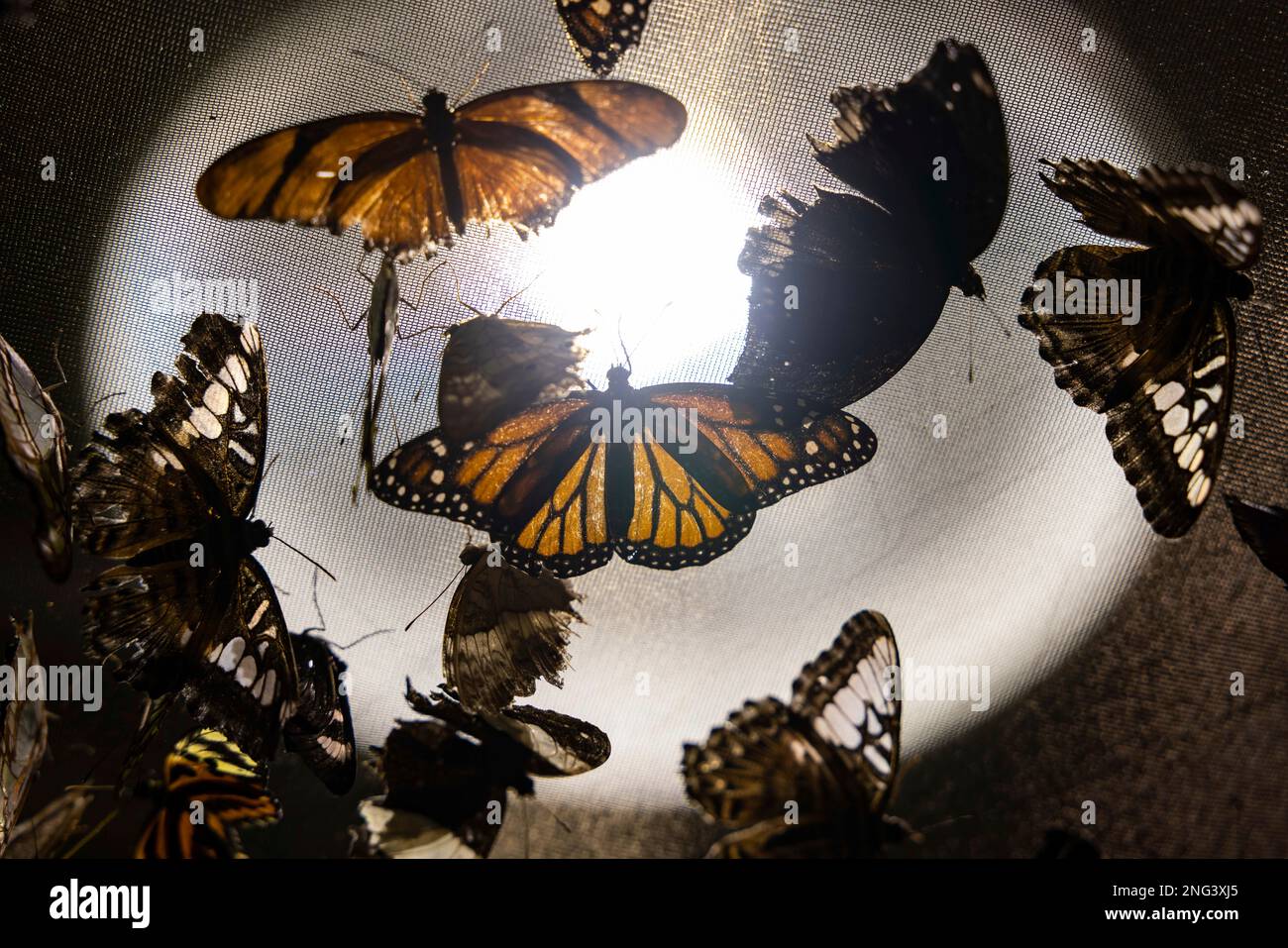 Butterflies rest on the net while being released into the new Davis ...