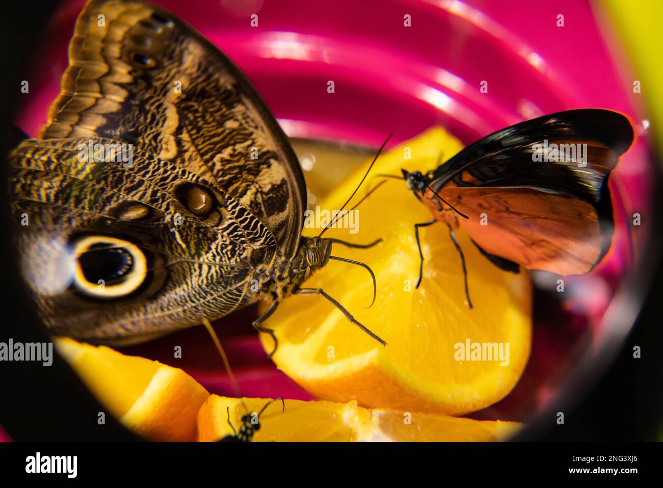 Butterflies are seen through magnifier at the new Davis Family ...