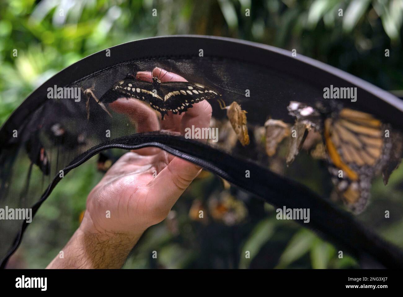 Museum employee releases butterflies at the new Davis Family Butterfly ...