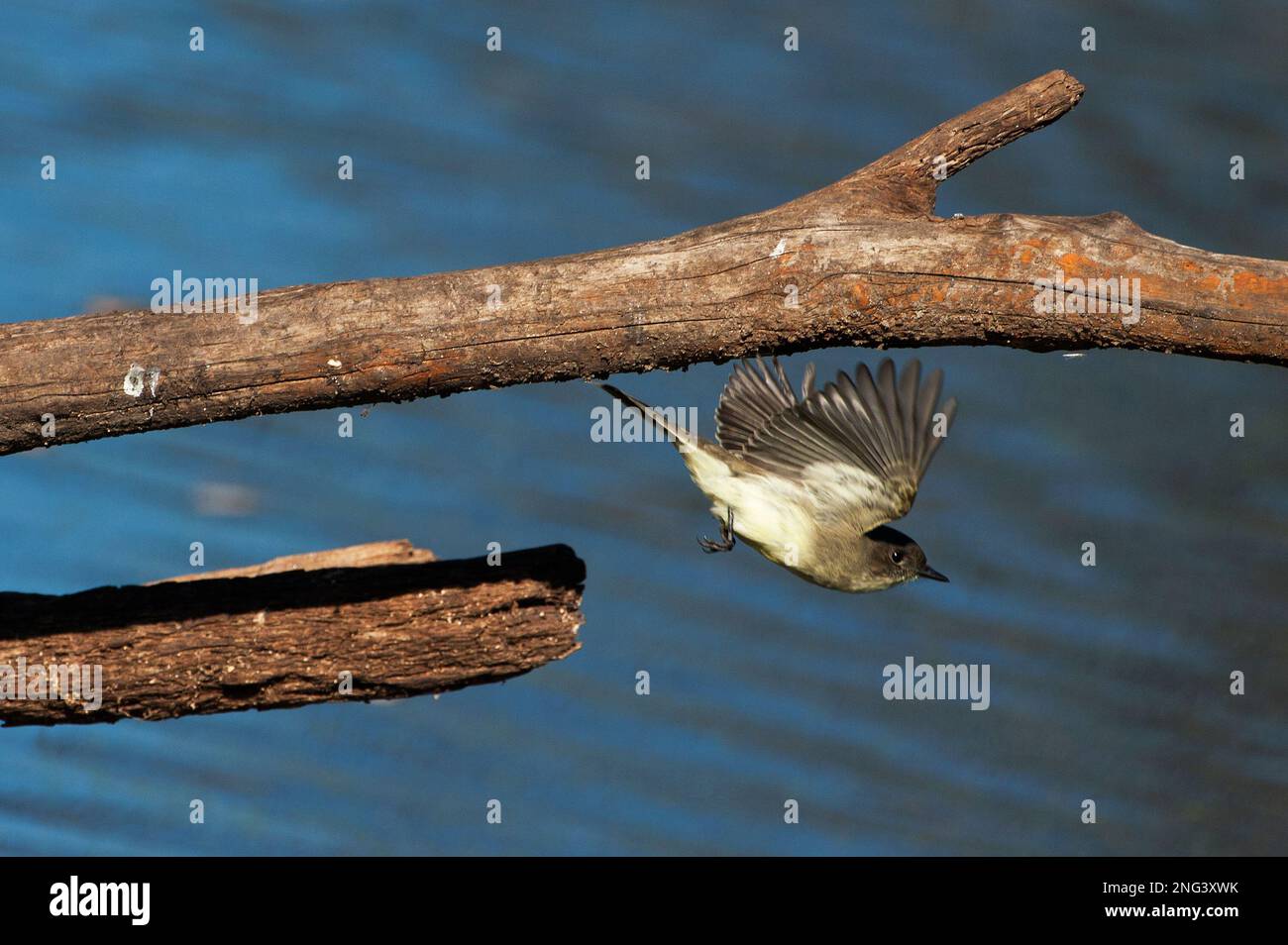 Eastern Phoebe Flying