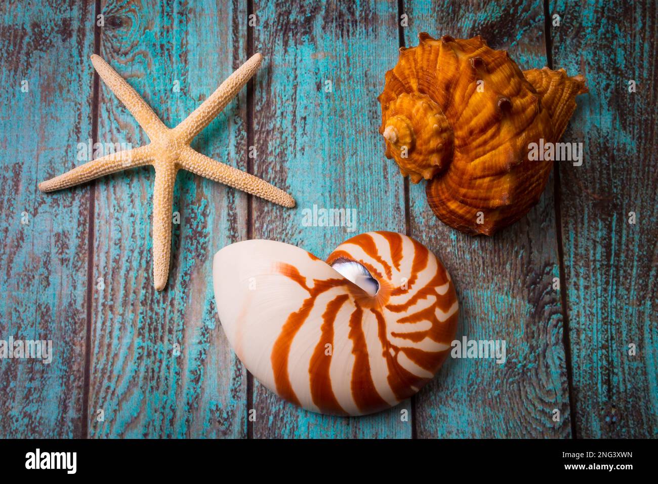 Star Shell Still Life Stock Photo - Alamy