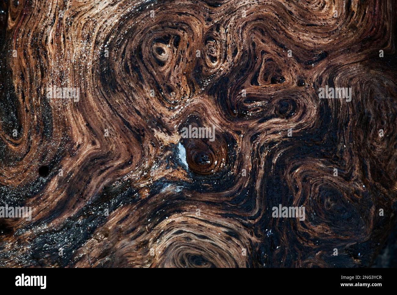 Tree stump "face Stock Photo - Alamy