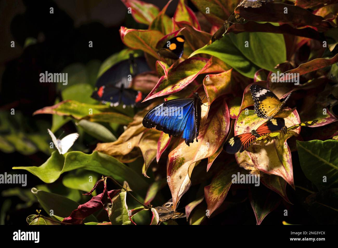Butterflies rest on leaves at the new Davis Family Butterfly Vivarium ...