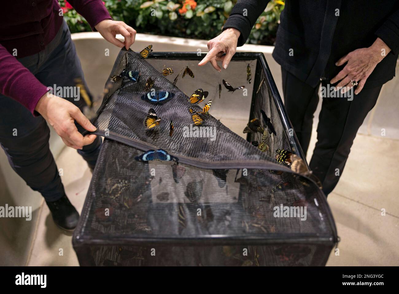 Butterflies rest on the net while being released into the new Davis ...
