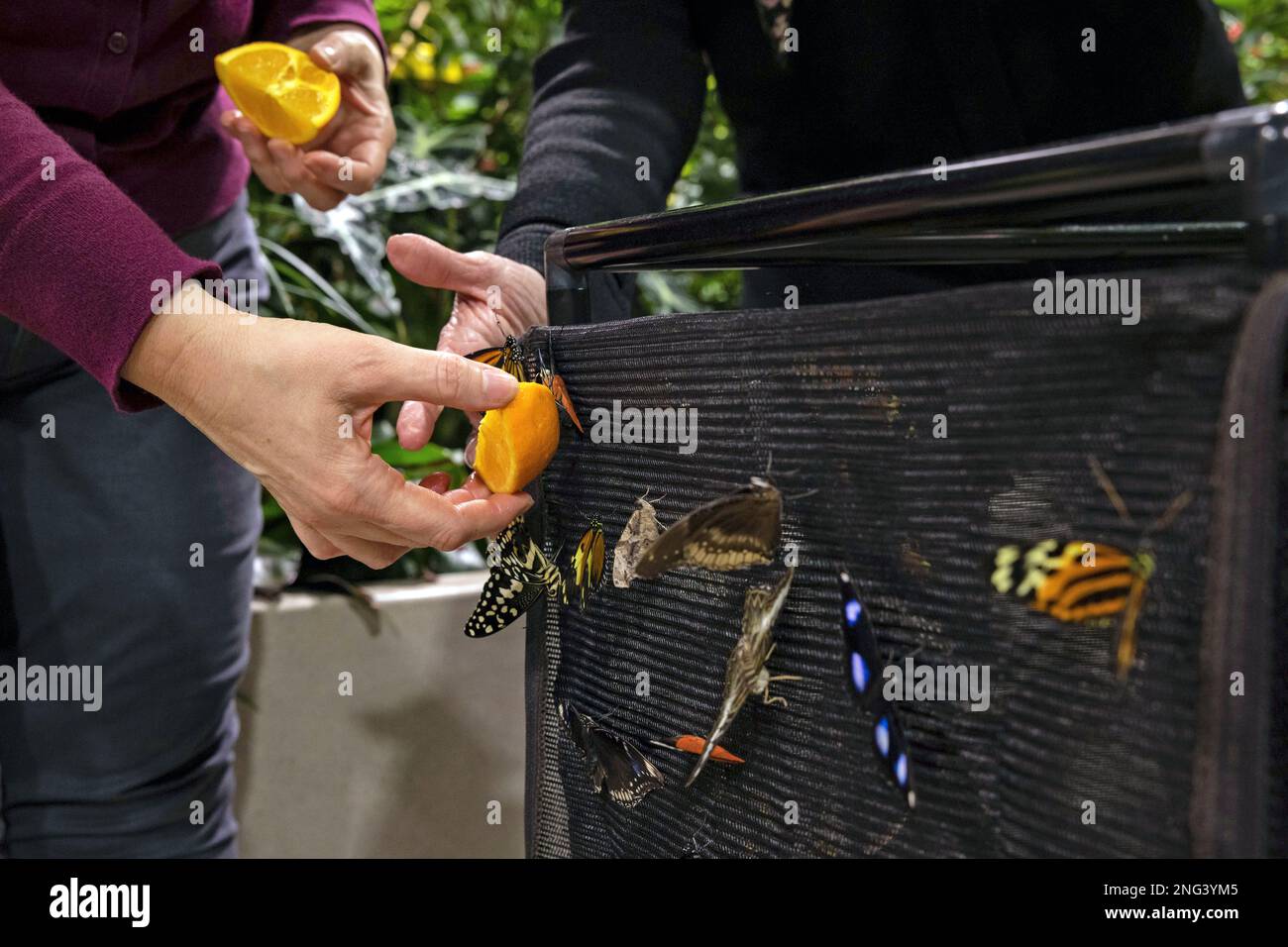 Butterflies rest on the net while being released into the new Davis ...