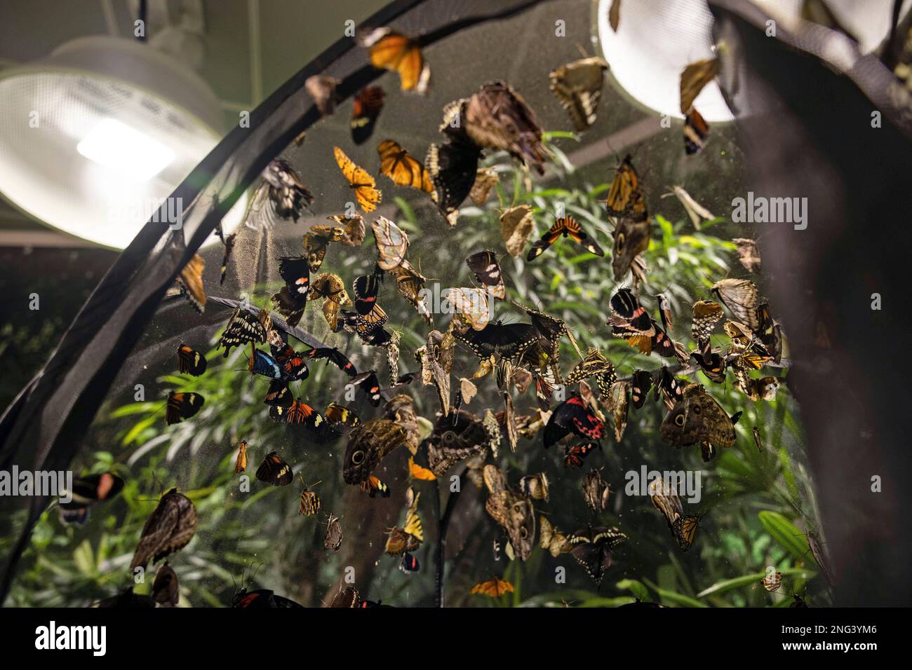 Butterflies rest on the net while being released into the new Davis ...