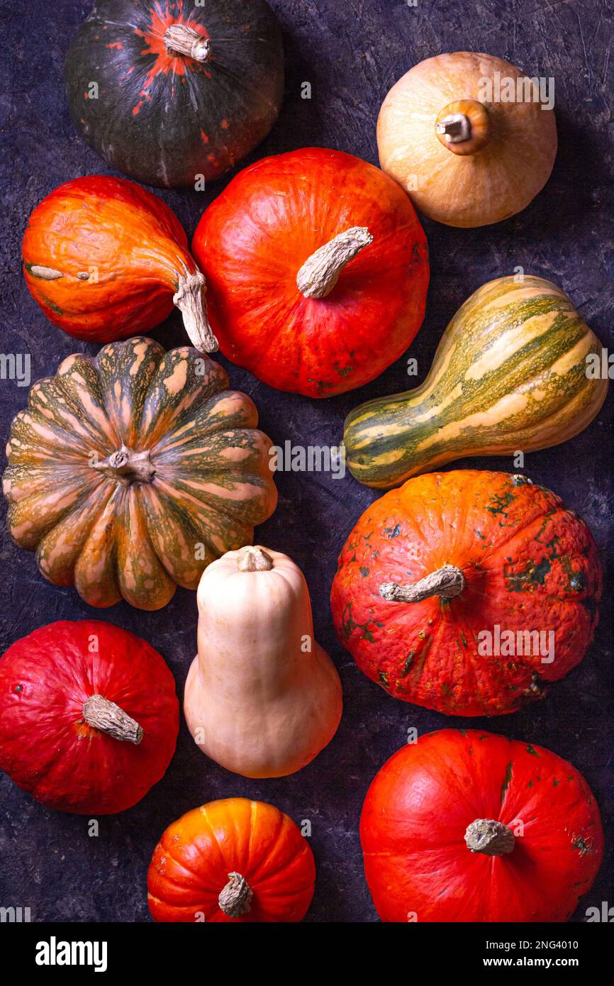 Variety of pumpkins - autumn agricultural still life with cucurbita ...