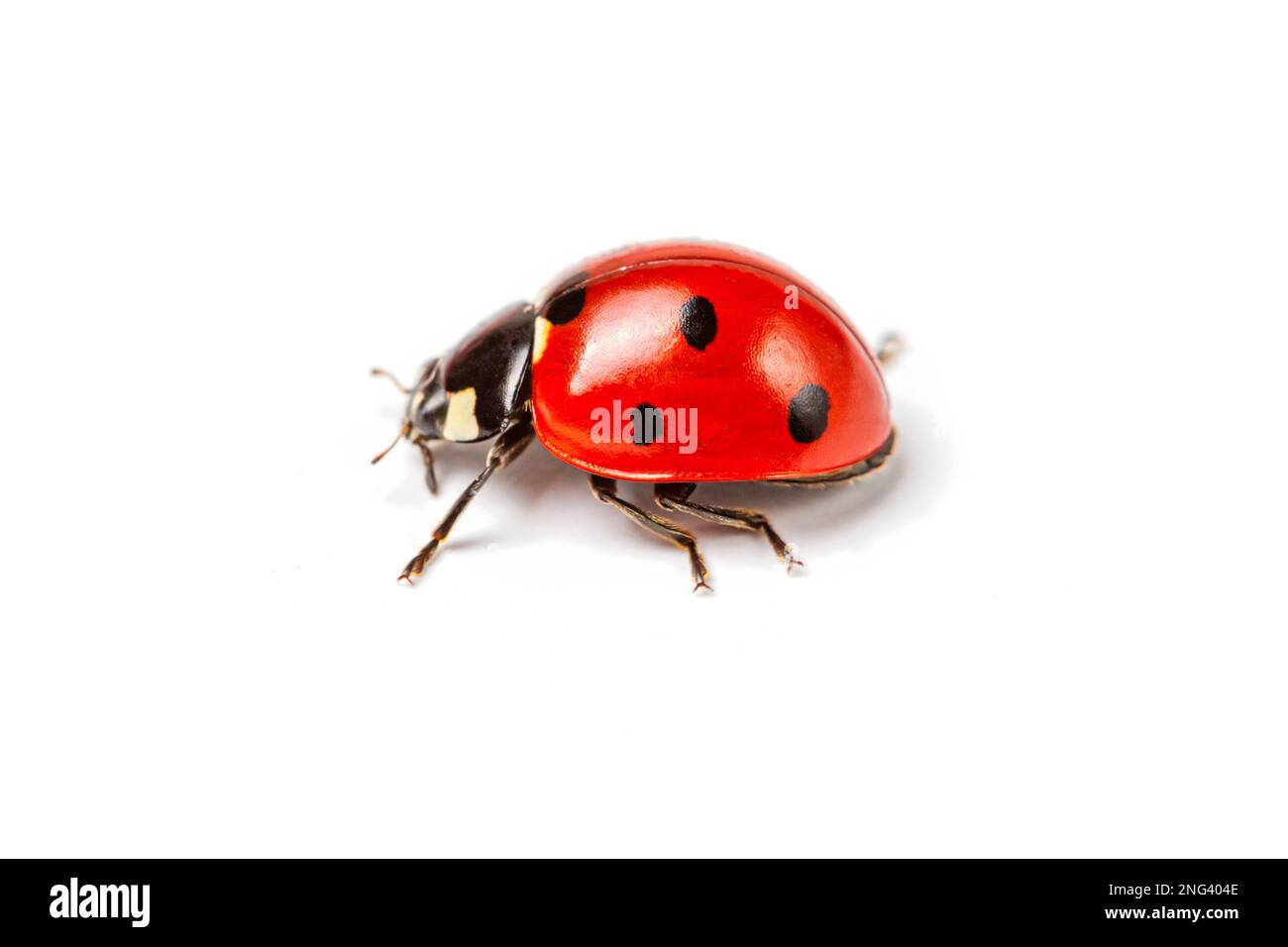 Seven-spot ladybird, Coccinella septempunctata, macro photography ...
