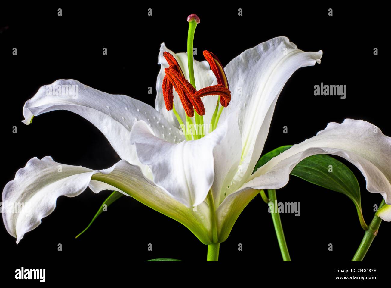 Tiger lilies flowers hi-res stock photography and images - Alamy