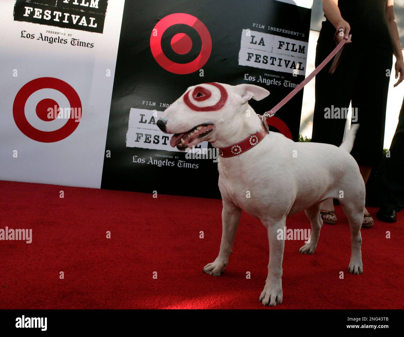 Bullseye, the Target dog, arrives at the Los Angeles Film Festival ...