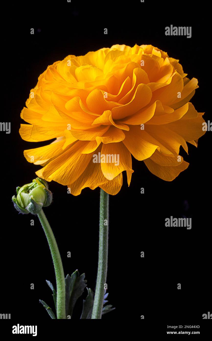 Ranunculus blossom hi-res stock photography and images - Alamy