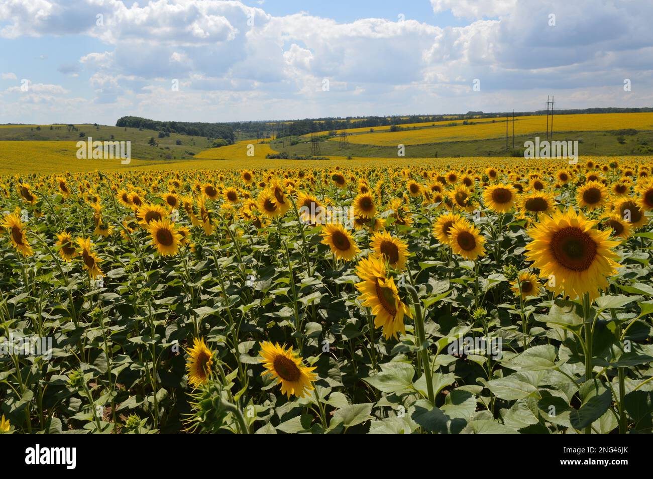Champ ukraine hi-res stock photography and images - Alamy