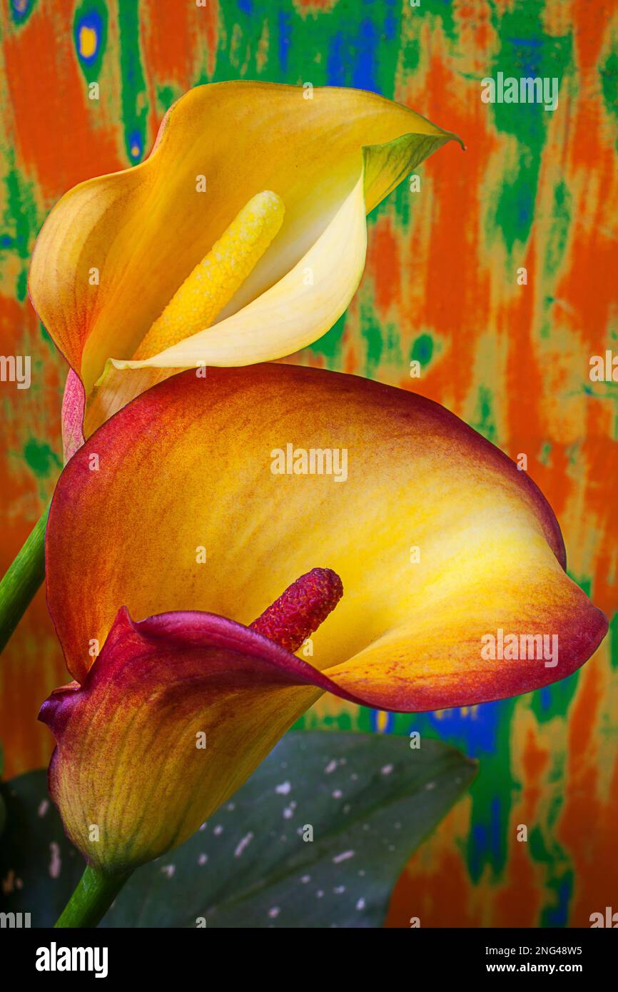 Red and yellow calla lilies hi-res stock photography and images - Alamy