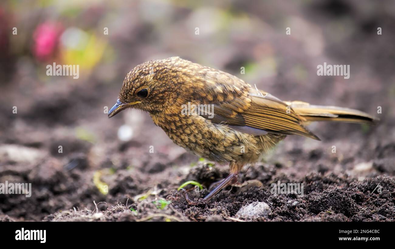Robin fledgling foraging on the ground Stock Photo - Alamy
