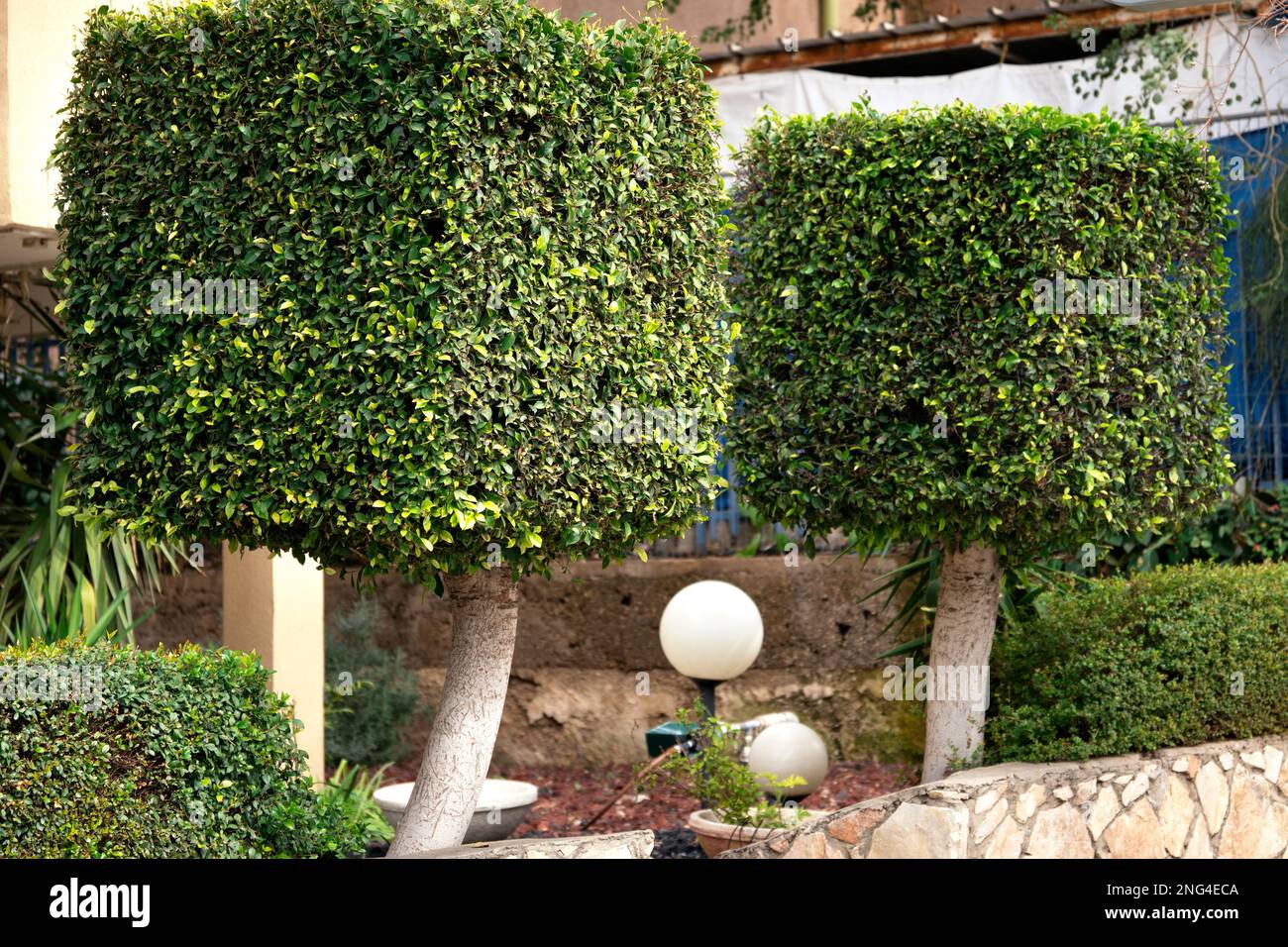 trimmed cubic-shaped trees in front of the entrance of a residential ...