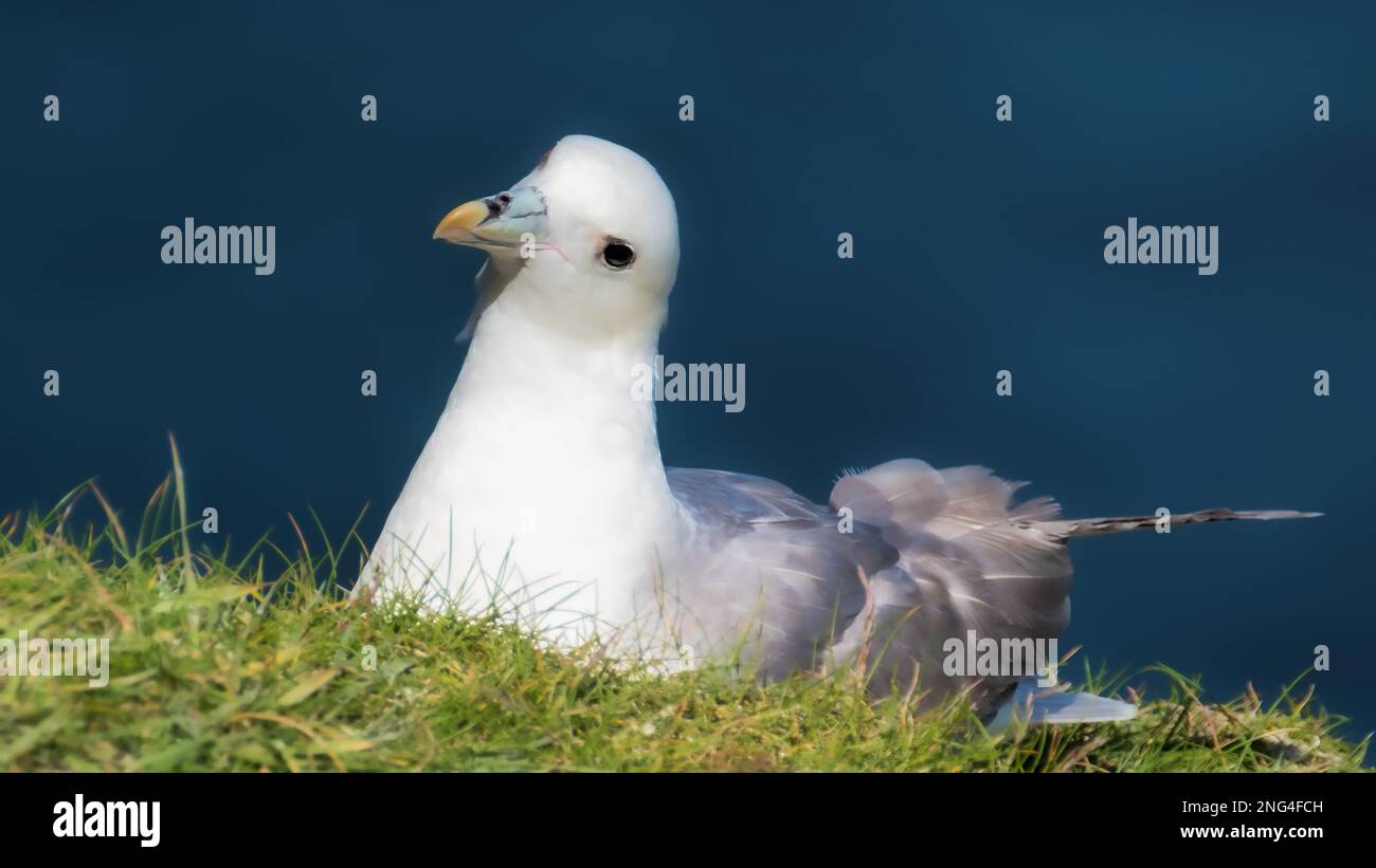 Northern fulmar nesting on a clifftop Stock Photo - Alamy