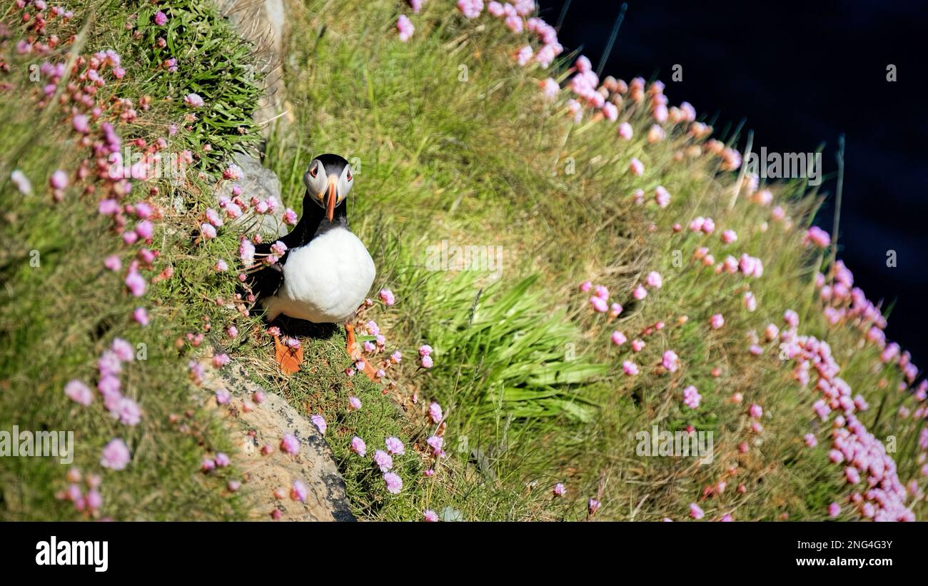 Puffin on a grassy cliff ledge Stock Photo - Alamy