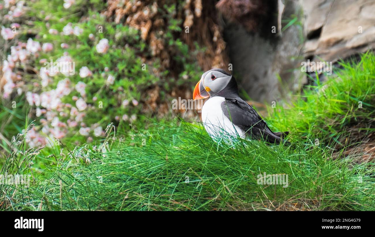 Puffin standing near his burrow on a cliff ledge Stock Photo - Alamy