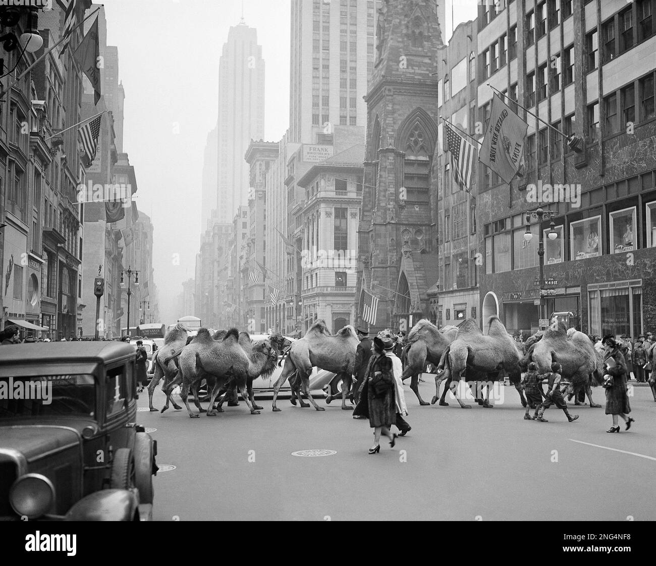 Just off the train from winter quarters in Florida, camels cross Fifth ...