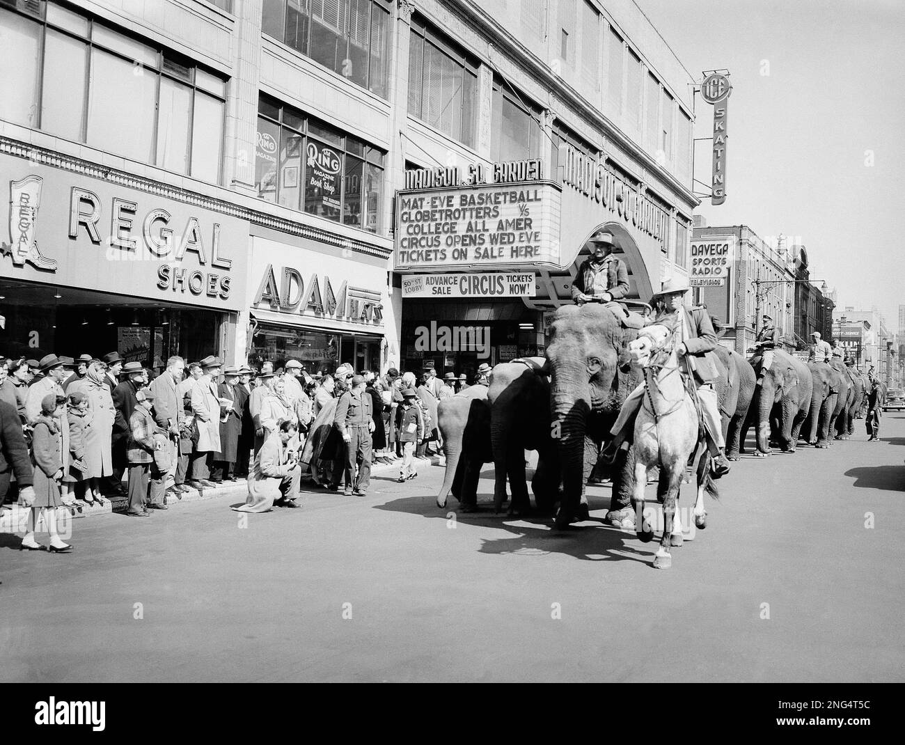 Arkie Scott astride his horse, Harold, leads a parade of elephants down ...