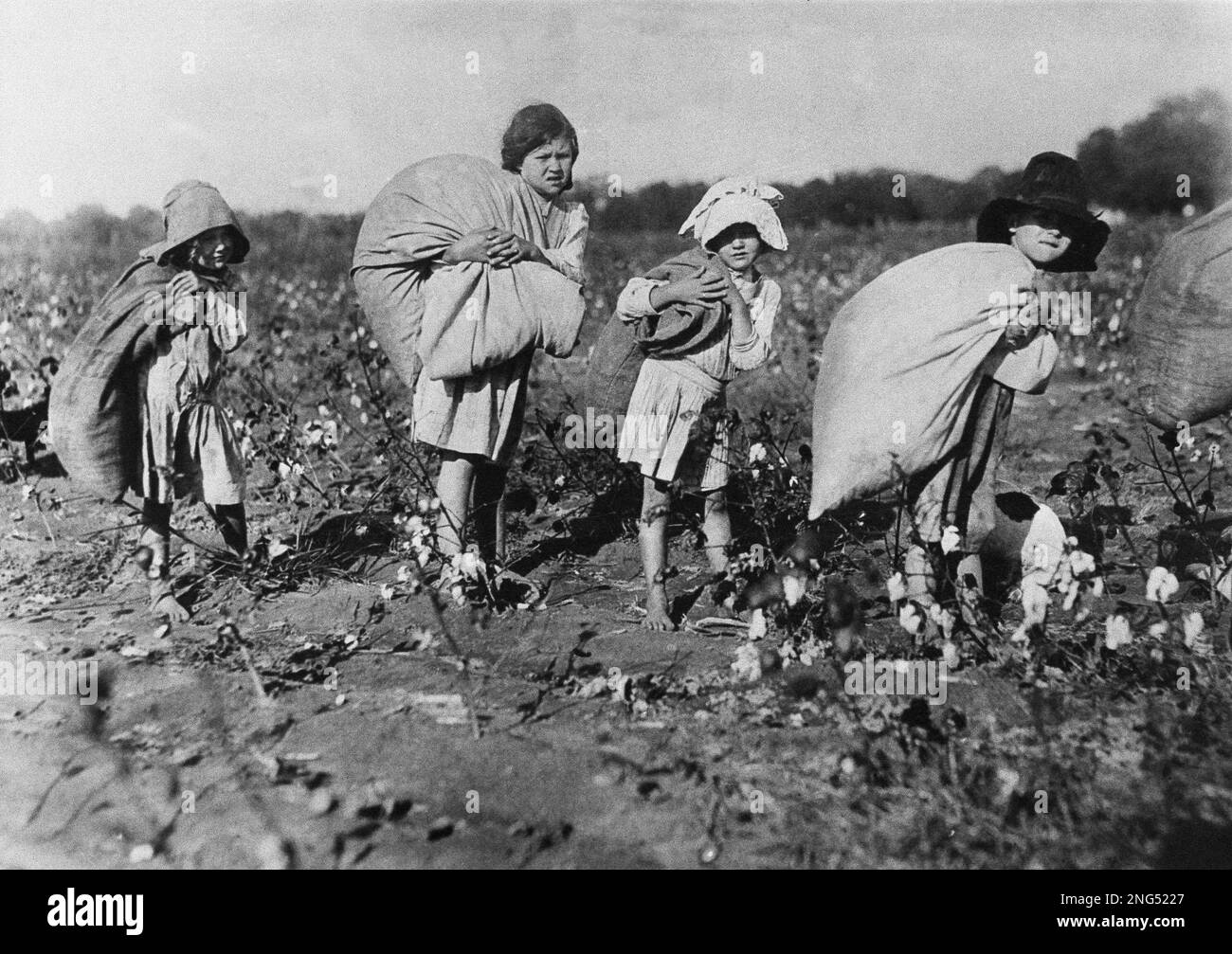 Early 1900's photo of child labor being used to pick cotton. Unknown ...