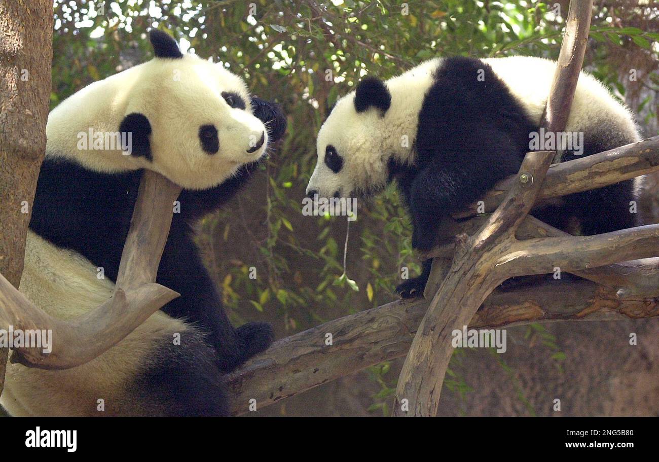 Giant Panda Cub Hua Mei Right Plays With Her Mother Bai Yun Left In