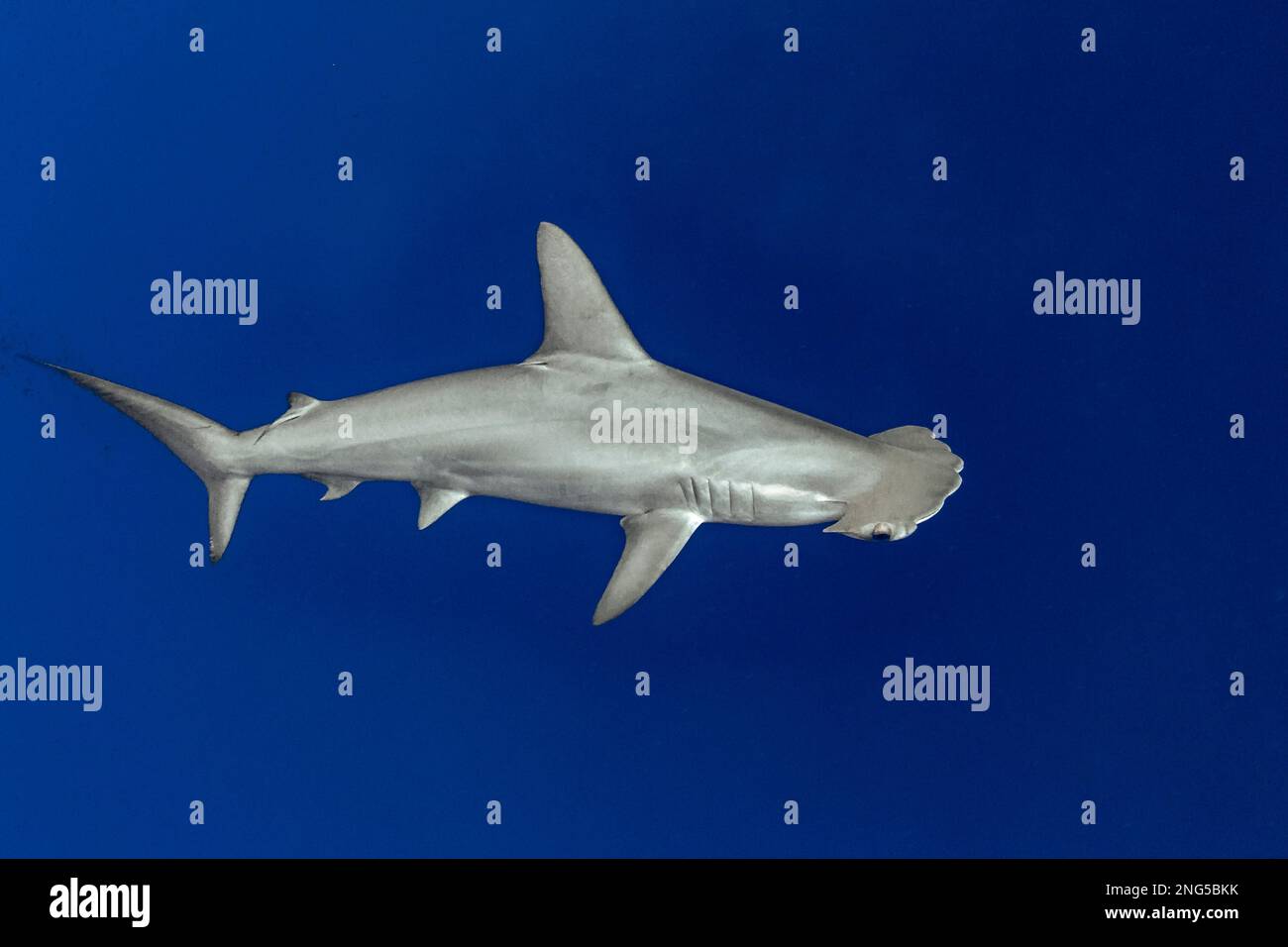 scalloped hammerhead Shark, Sphyrna lewini, Daedalus Reef, Marine Park ...