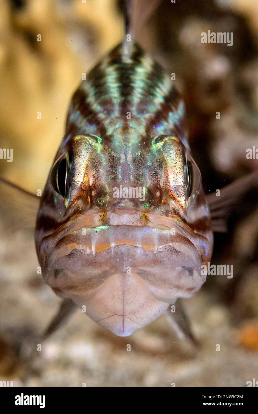 Large tooth cardinalfish hi-res stock photography and images - Alamy